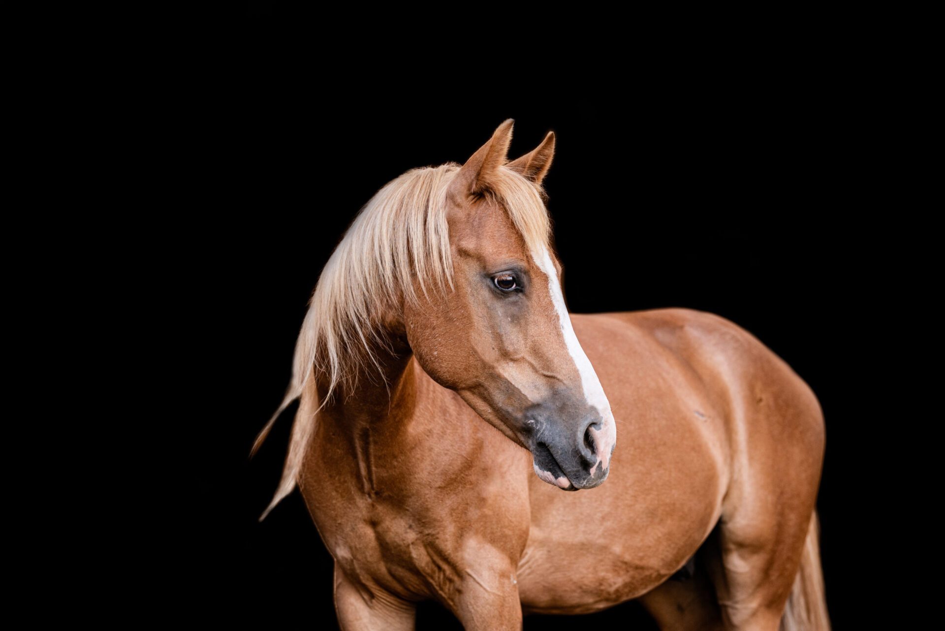 Othello - Skagit Animals in Need