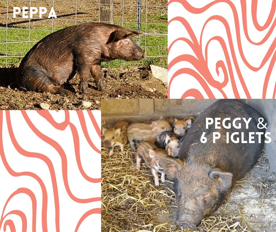 Peppa and Peggy - Skagit Animals in Need