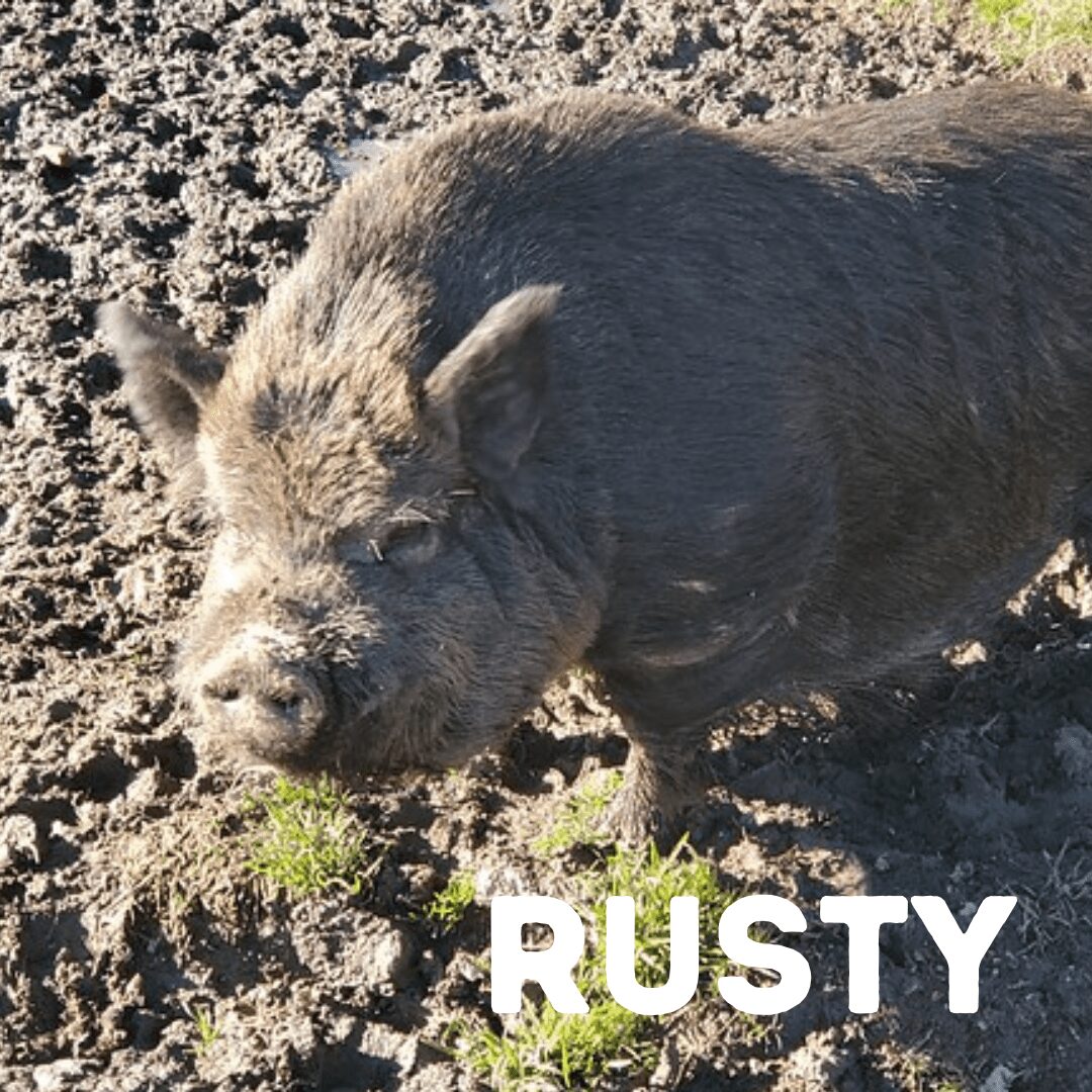 Rusty - Skagit Animals in Need