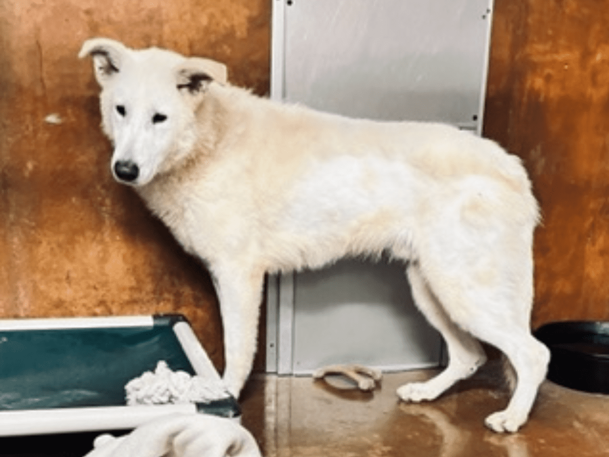 Frigg (formerly Spidey) - Skagit Animals in Need