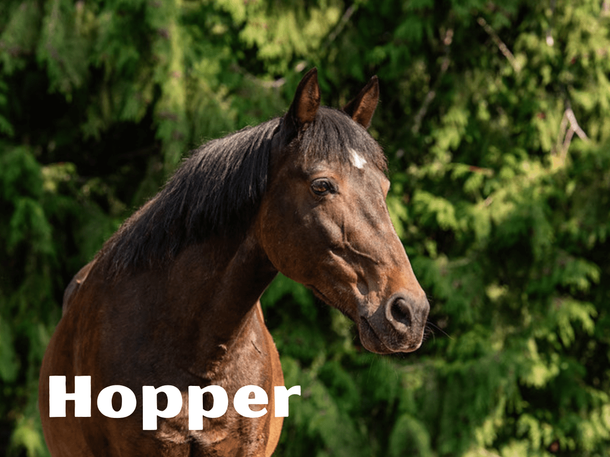 Hopper - Skagit Animals in Need