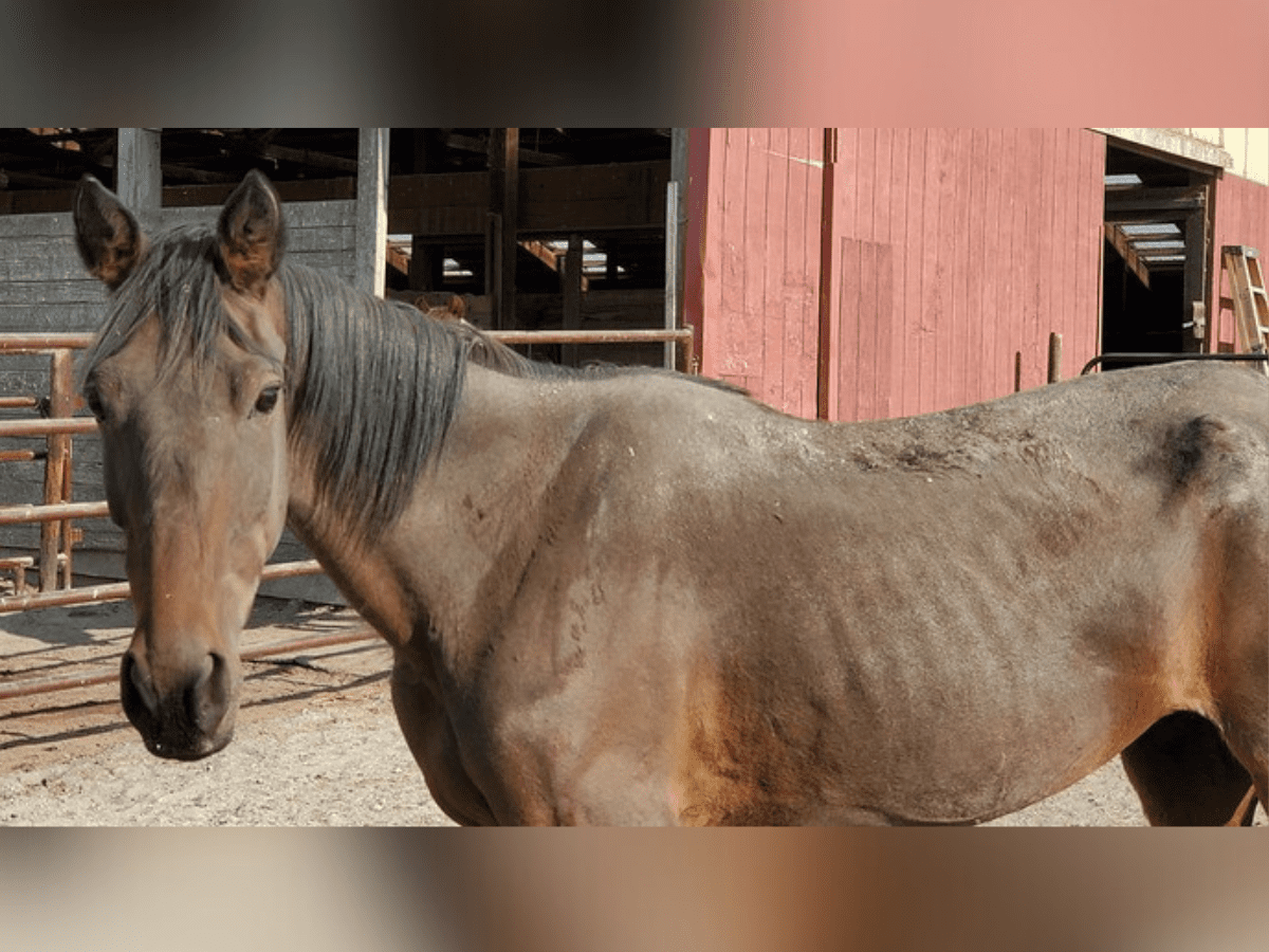 Hazel - Skagit Animals in Need