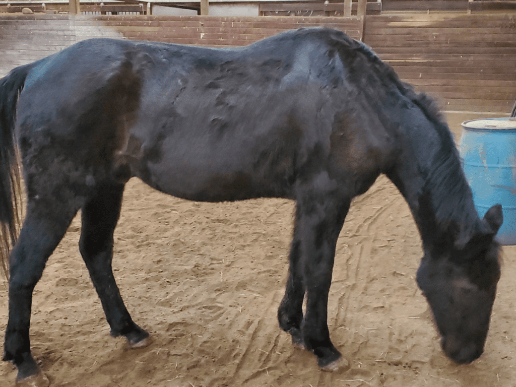 Ozzy, a Standardbred Gelding - Skagit Animals in Need
