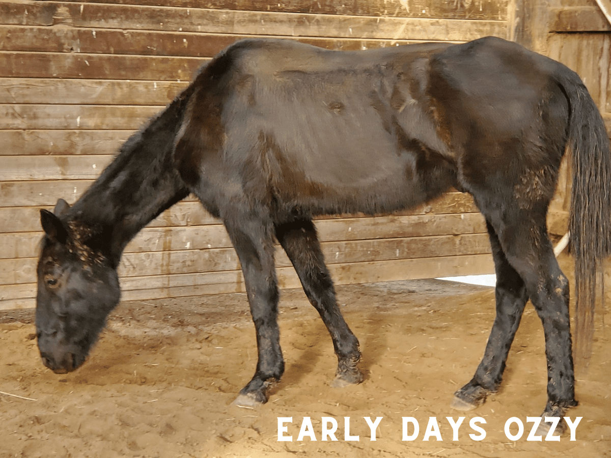 Ozzy, a Standardbred Gelding - Skagit Animals in Need