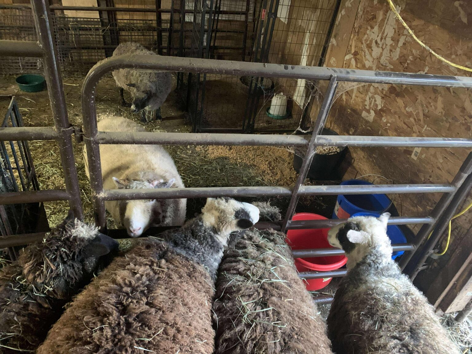 Bo-Peep, the Sheep - Skagit Animals in Need