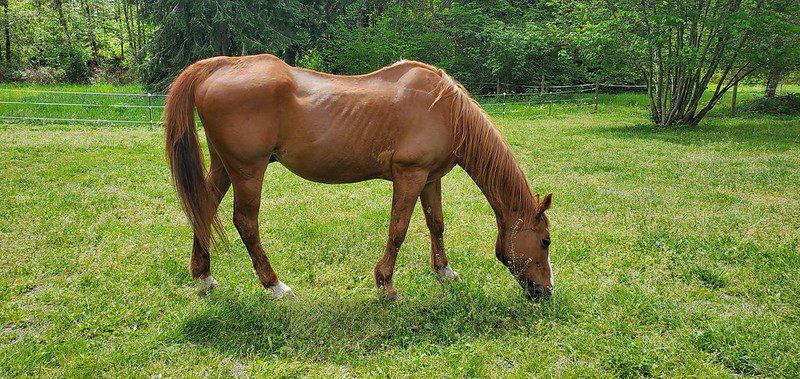 Manny, a Quarterhorse-type Gelding - Skagit Animals in Need
