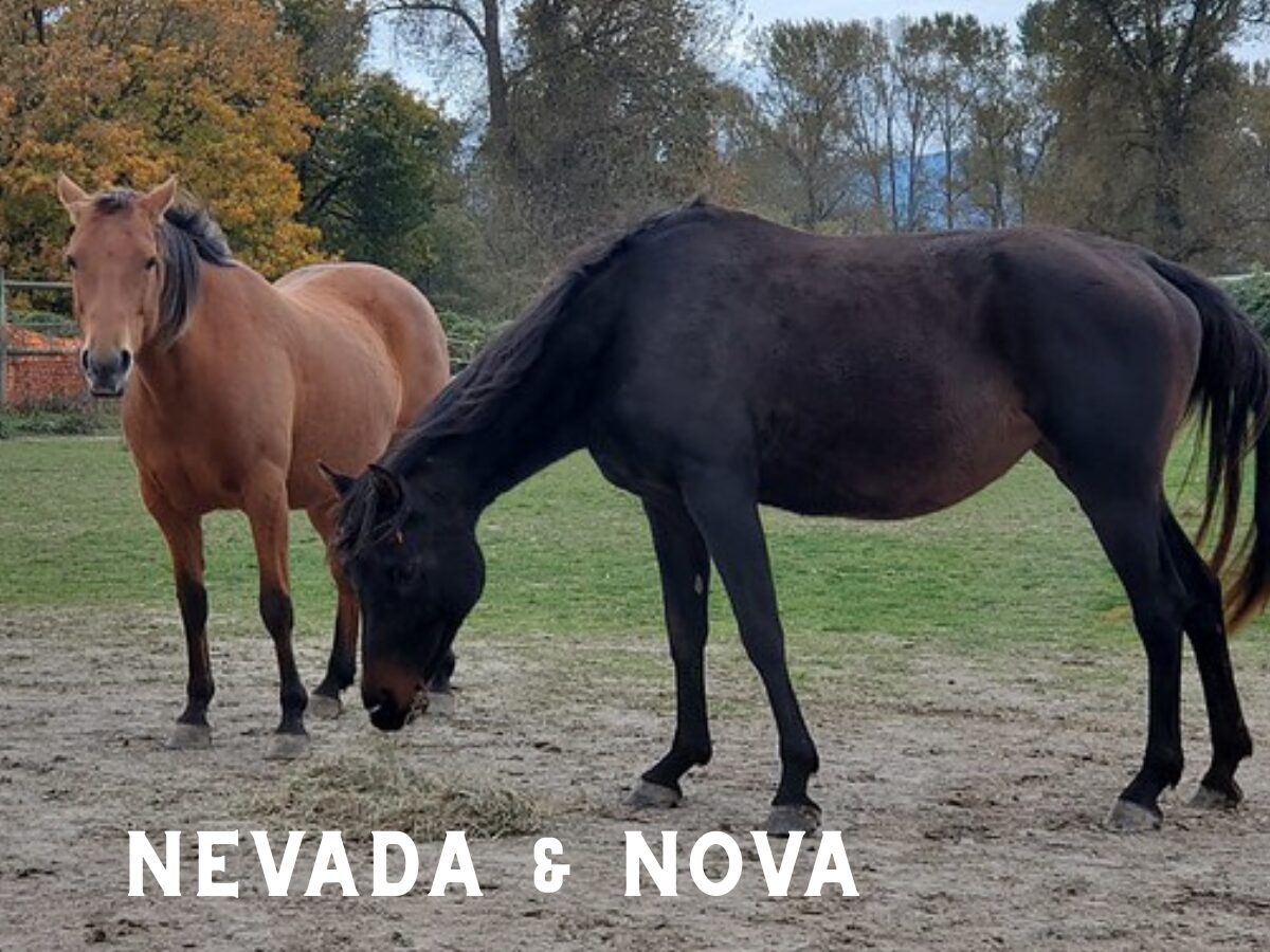 Nova, an Arab Mare - Skagit Animals in Need